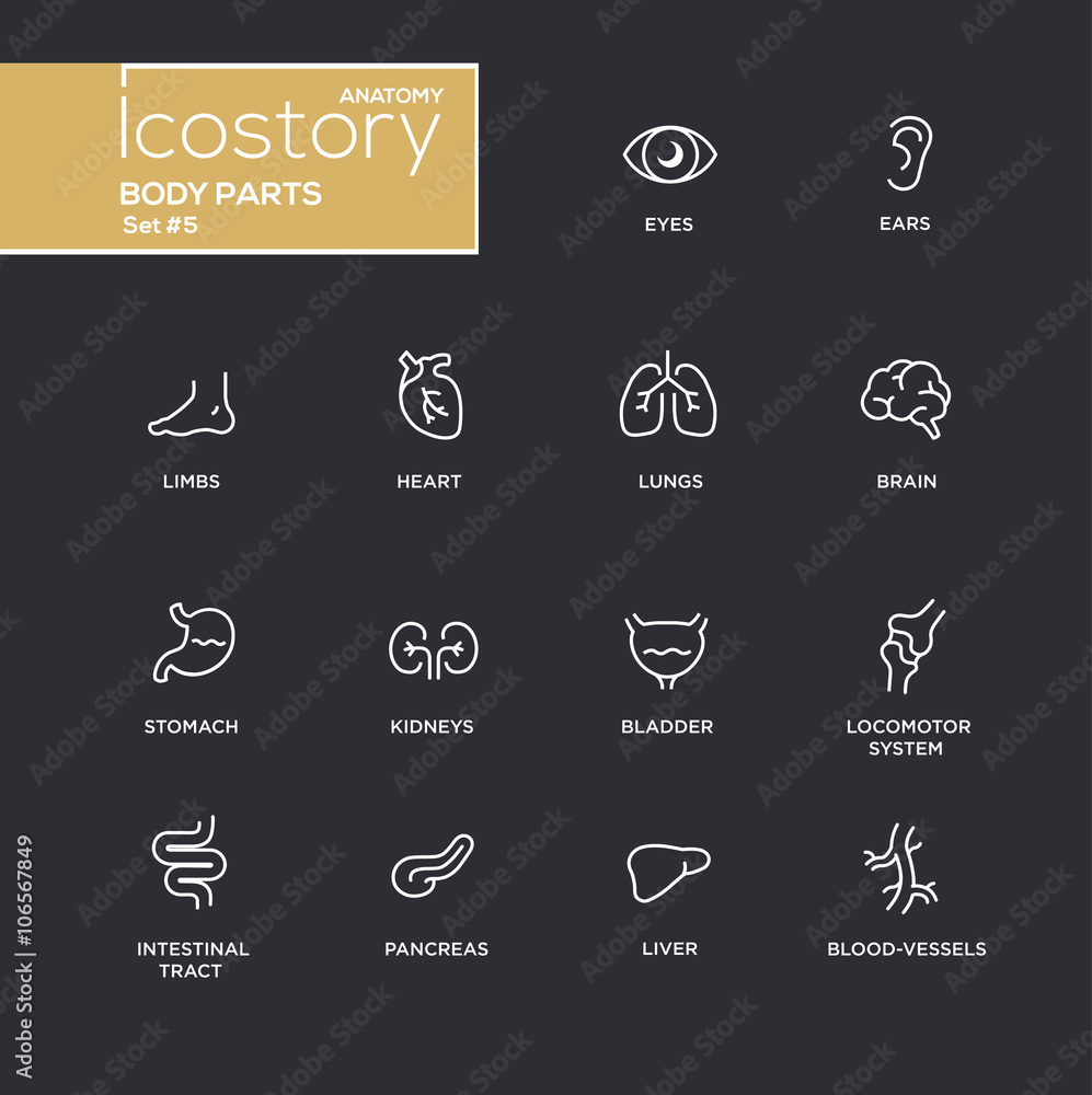 Body parts modern simple thin line design icons, pictograms set Stock ...
