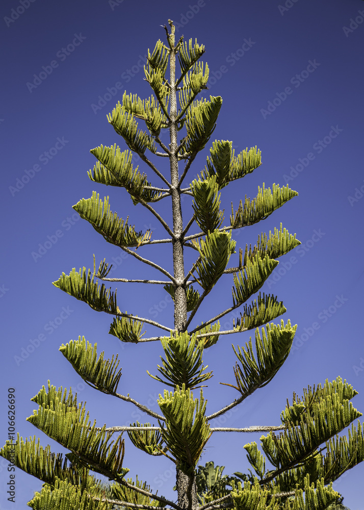 Southern Pine - Tall Norfolk Pine Tree growing in Florida Stock Photo ...