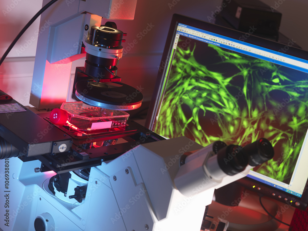 Inverted microscope viewing stem cells in flask with display of a ...