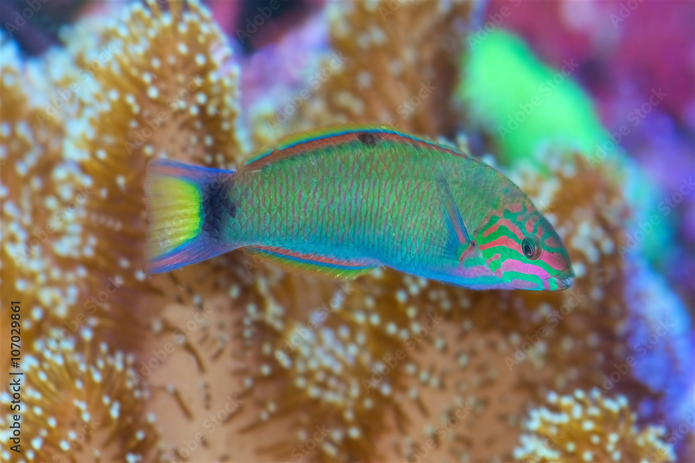 The moon wrasse (Thalassoma lunare) is a species of wrasse native to ...