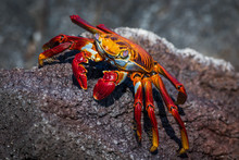 Crab Climbing Free Stock Photo - Public Domain Pictures