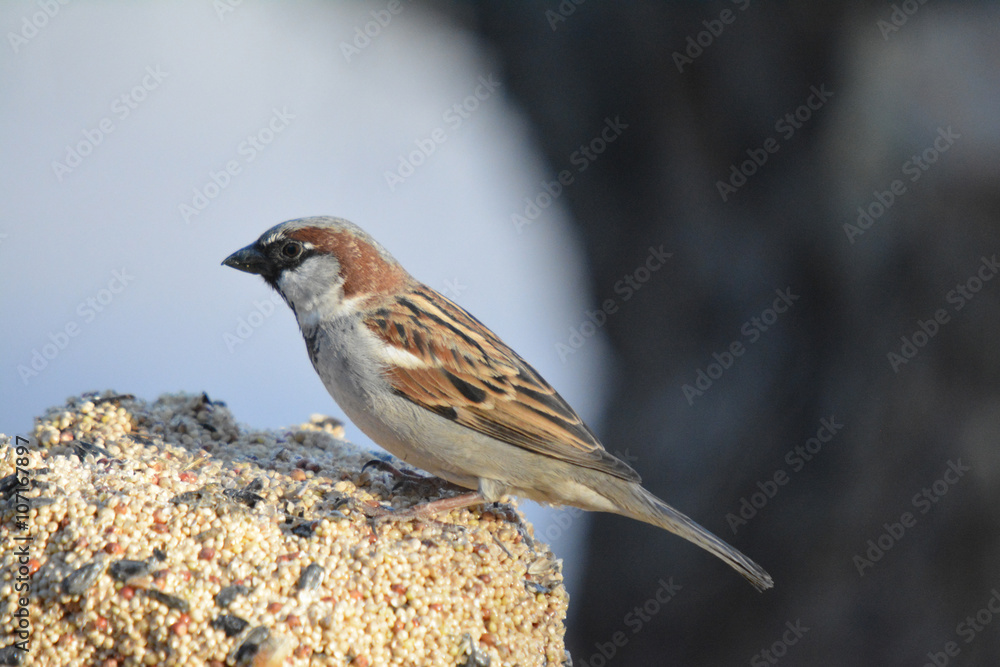 Southwest USA Beautiful Black bill Male House Sparrow Black mask ...