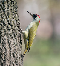 Woodpecker In A Tree Free Stock Photo - Public Domain Pictures