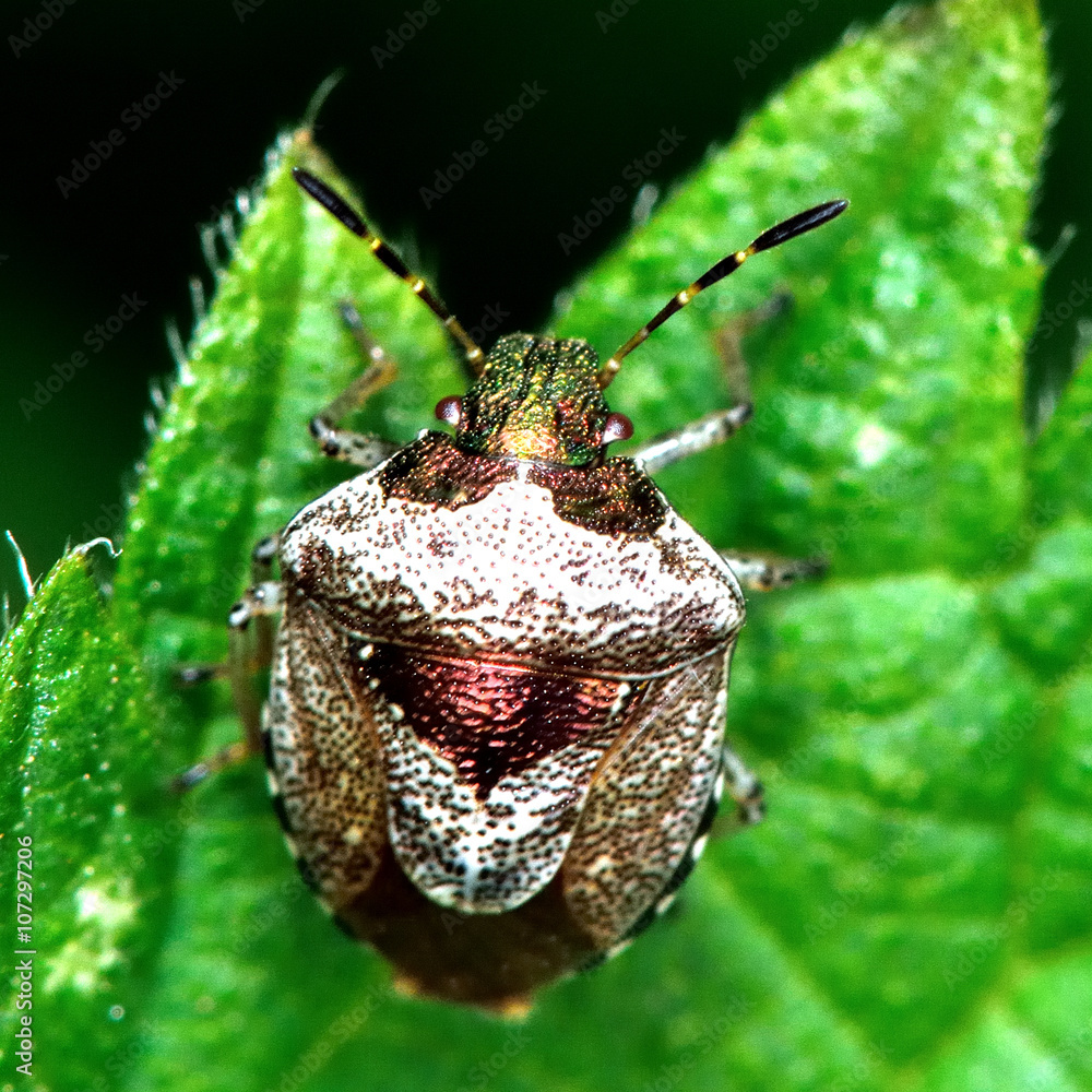 Woundwort shieldbug (Eysarcoris venustissimus). An iridescent true bug ...