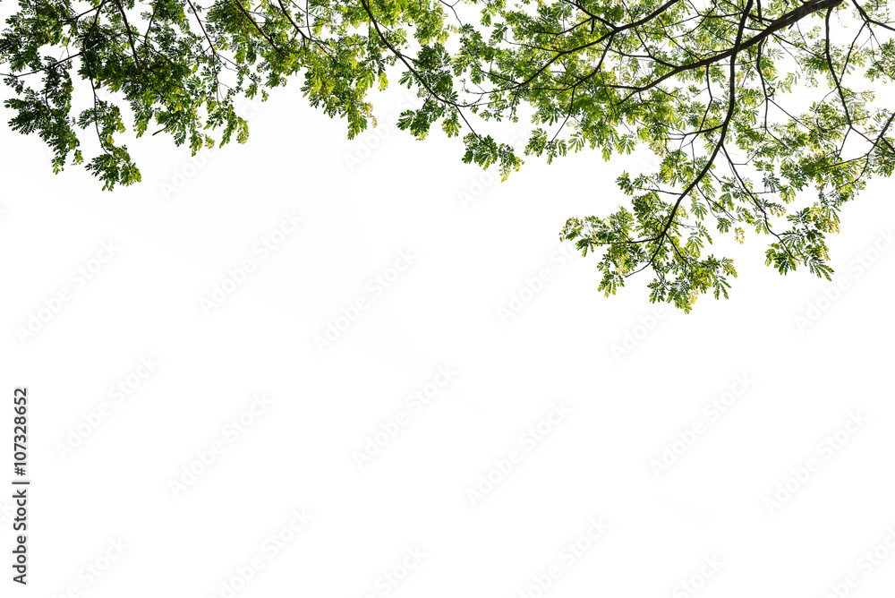 green tree branch isolated Stock Photo | Adobe Stock