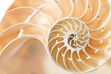 Fractal Seashell Free Stock Photo - Public Domain Pictures