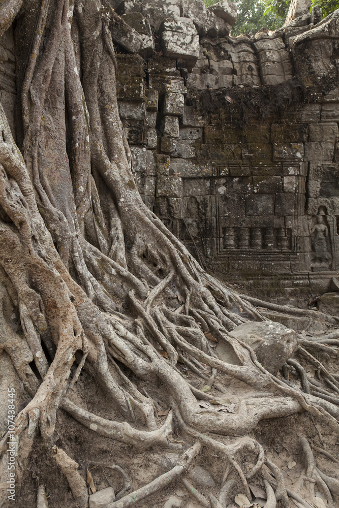 Spung tree roots over the Ta Som temple ruins, Angkor, Cambodia Stock ...