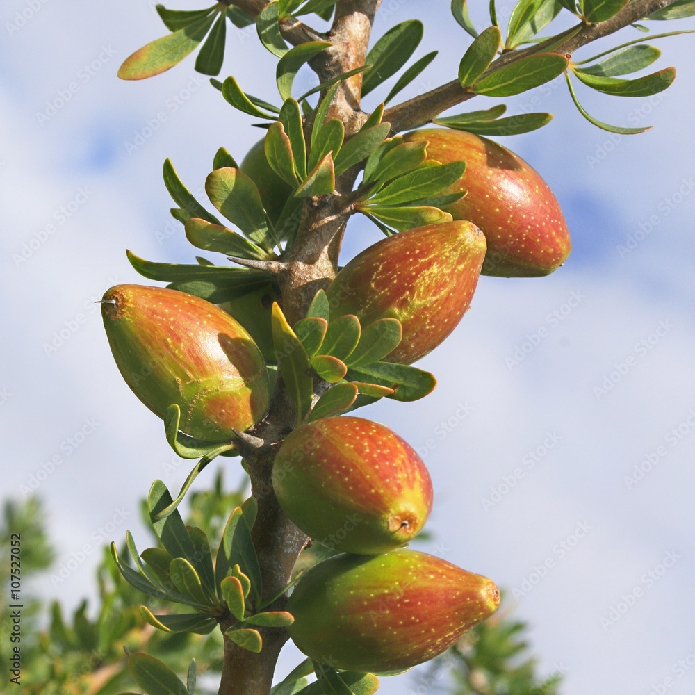 Photo Stock Des fruits de l'arganier sur une branche | Adobe Stock