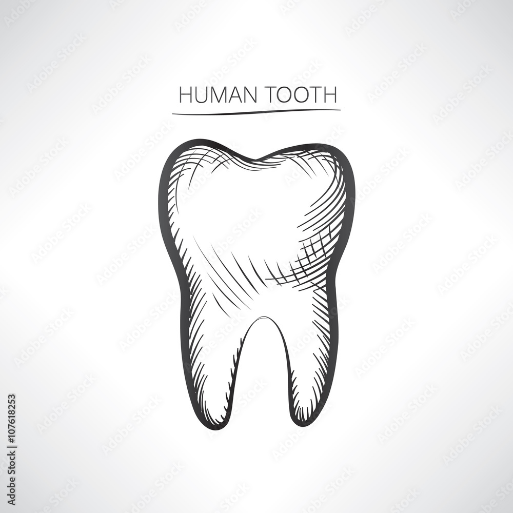 Tooth isolated. Tooth hand drawn sketch icon. Tooth symbol. Stock ...