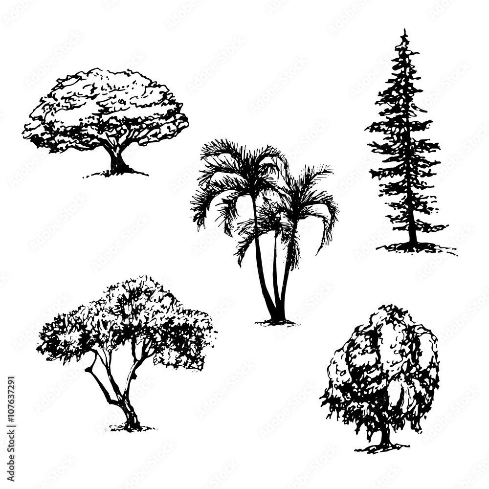 drawing collection of 5 elements of different types of trees graphic ...
