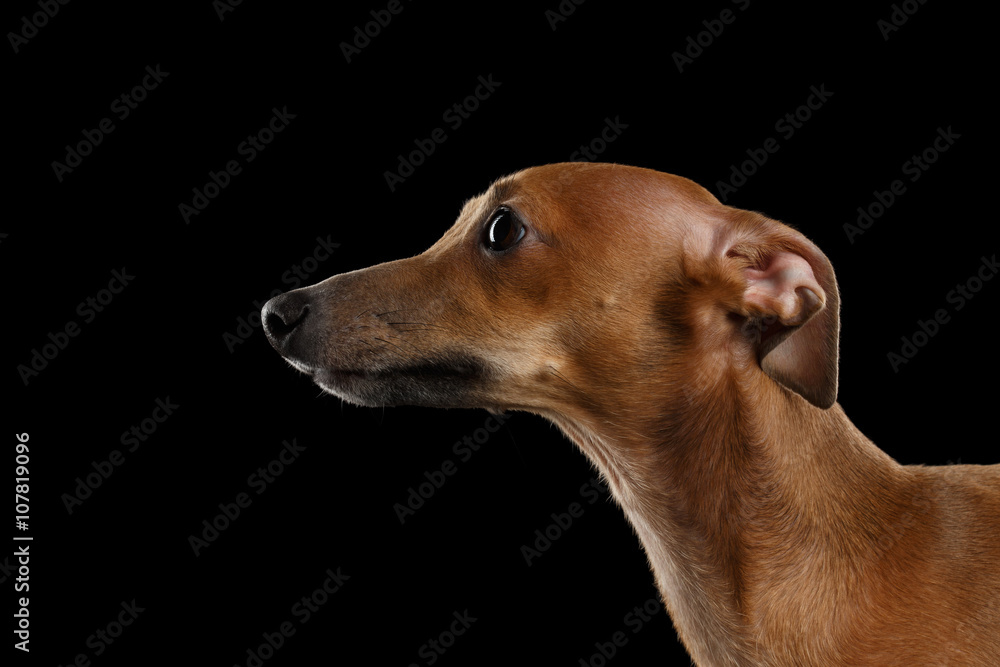 Closeup Cute Italian Greyhound Dog Looking isolated on Black , Profile ...