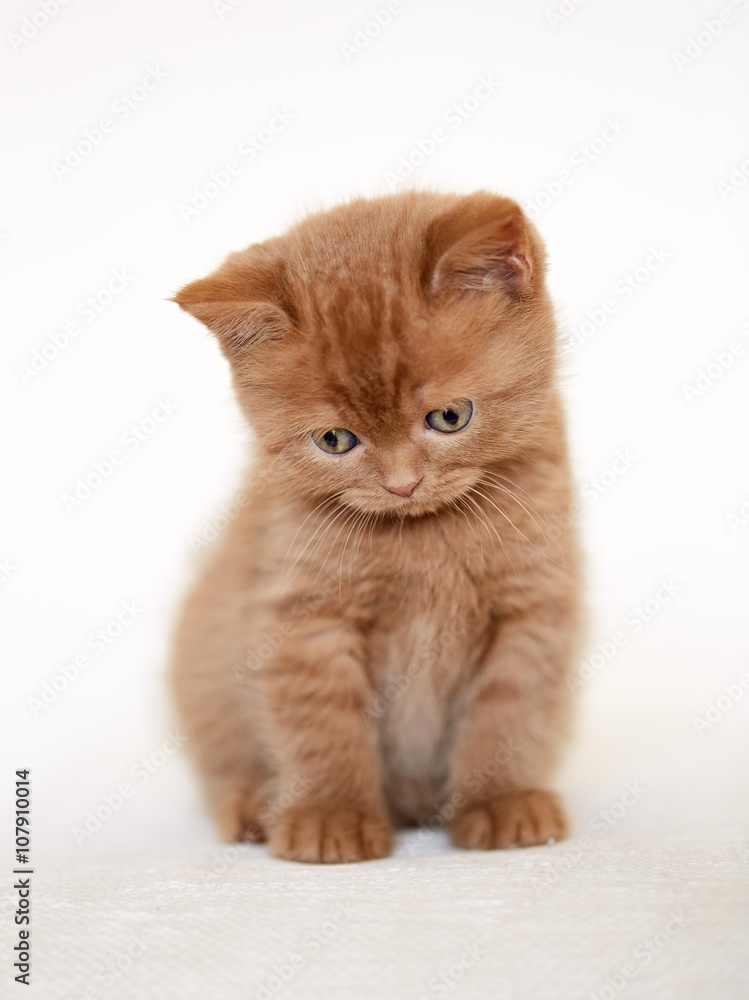 sad british short hair kitten Stock Photo | Adobe Stock