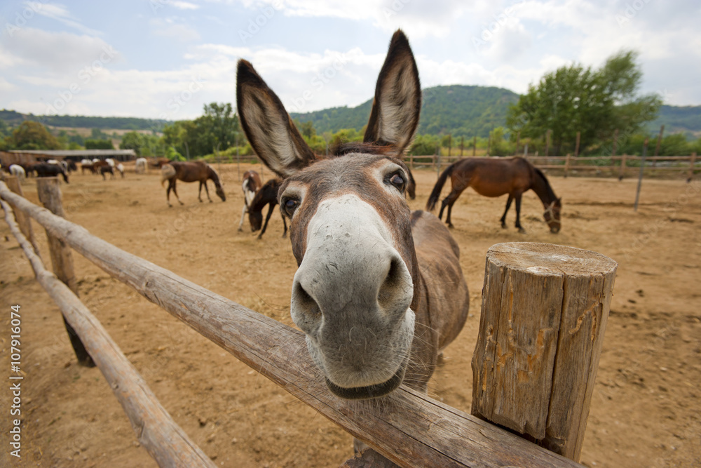 Funny donkey Stock Photo | Adobe Stock
