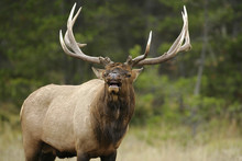 Bull Elk Calling Free Stock Photo - Public Domain Pictures