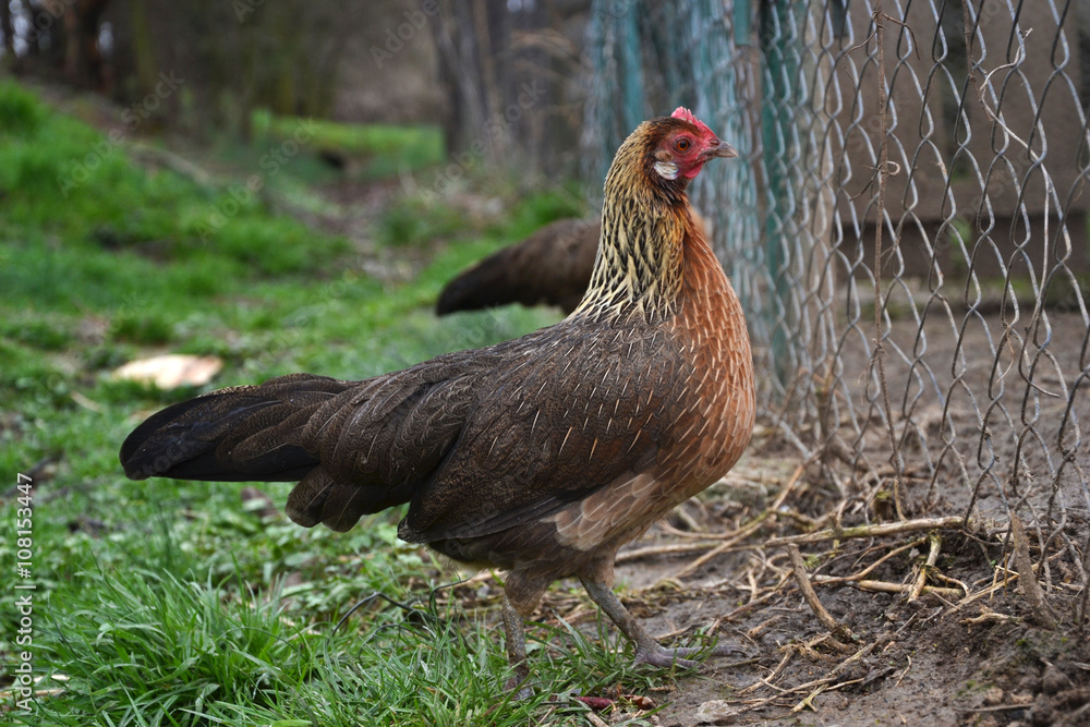 Phoenix chicken walking on the barnyard. Young hen standing alone on ...