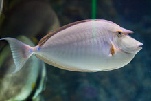 Unicorn Fish Free Stock Photo - Public Domain Pictures