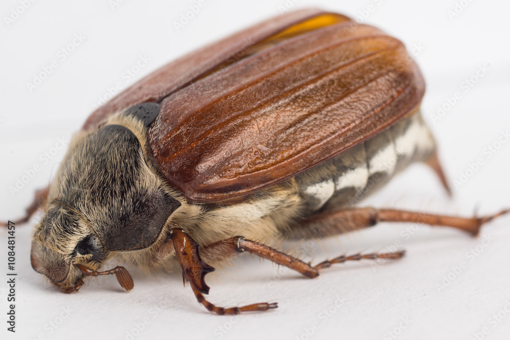 May beetle. High resolution image. Stock Photo | Adobe Stock