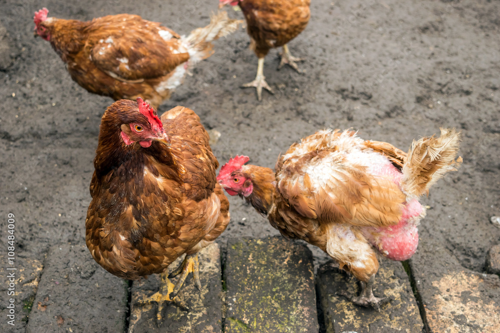 Hens Pecking Feather Eating Fighting Hen Cannibalism Stock Photo