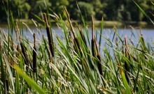 Tall River Grass Free Stock Photo - Public Domain Pictures