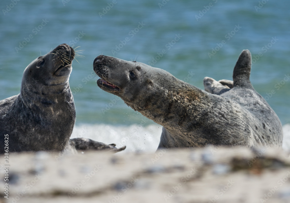 Baby grey seal moving forward at the beach at dune, helgoland, germany ...