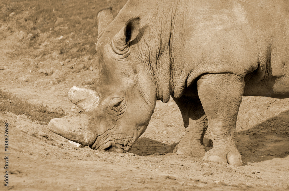 Rhinoceros also known as rhino, is a group of five extant species of ...