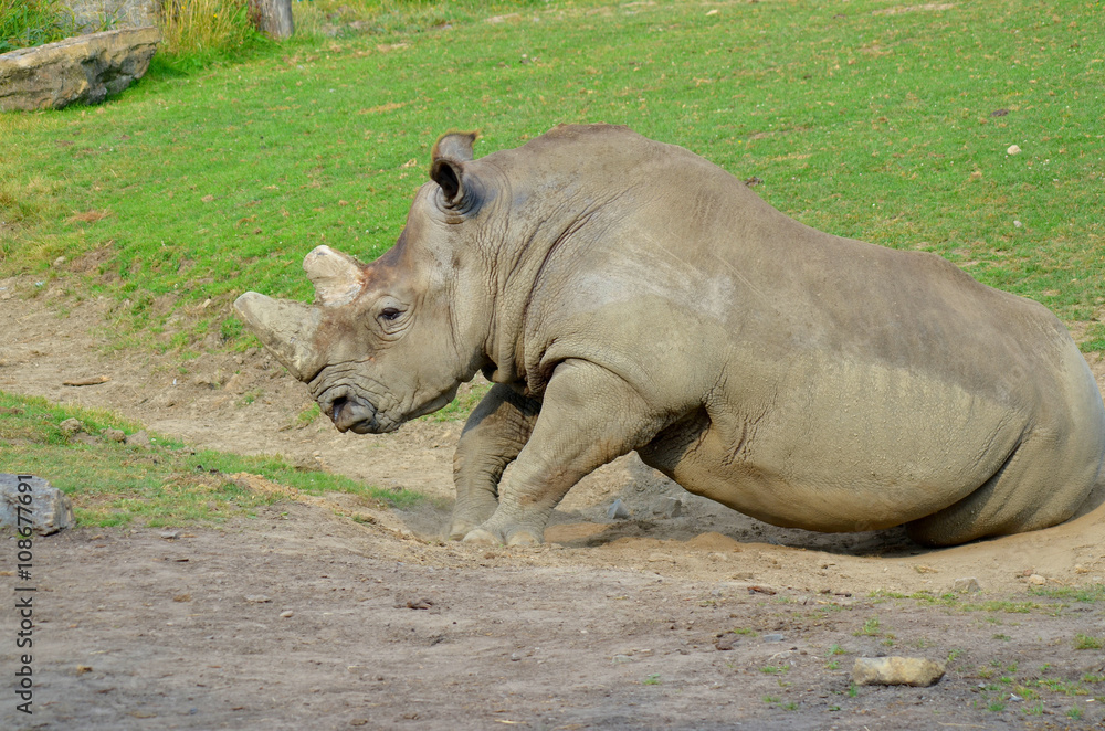 Foto de Stock Rhinoceros also known as rhino, is a group of five extant ...