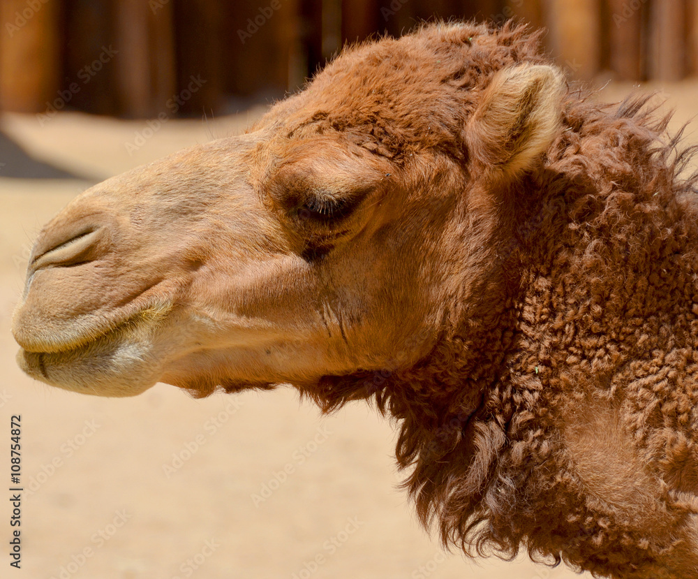 Camel is an ungulate within the genus Camelus, bearing distinctive ...