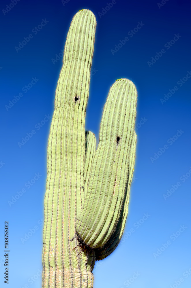 The saguaro is an arborescent (tree-like) cactus species in the ...