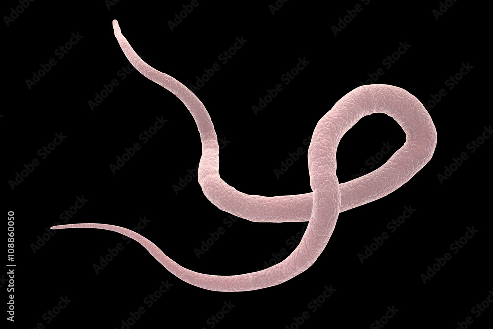 Стоковая иллюстрация «Parasitic nematode worm (roundworm) Ascaris ...