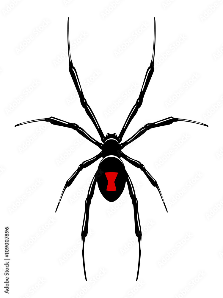 Black widow spider.Vector isolated. Stock Vector | Adobe Stock