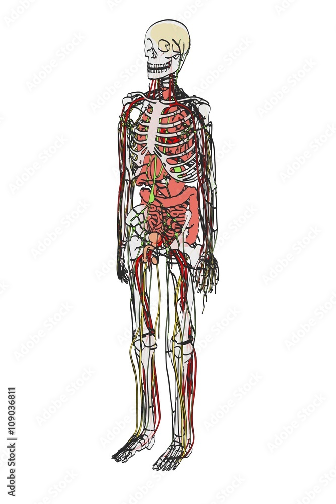 2d cartoon illustration of human anatomy Stock Illustration | Adobe Stock