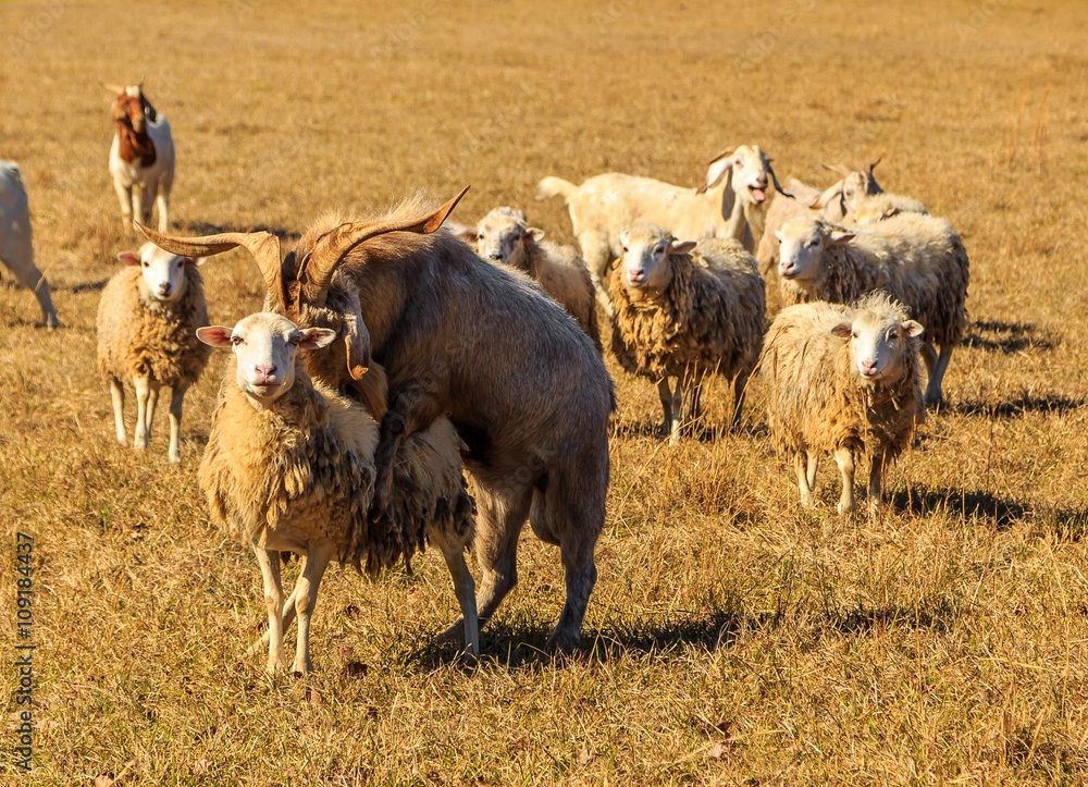 Sheep and Goat Mating: A picture of a buck goat attempting to mount an ...