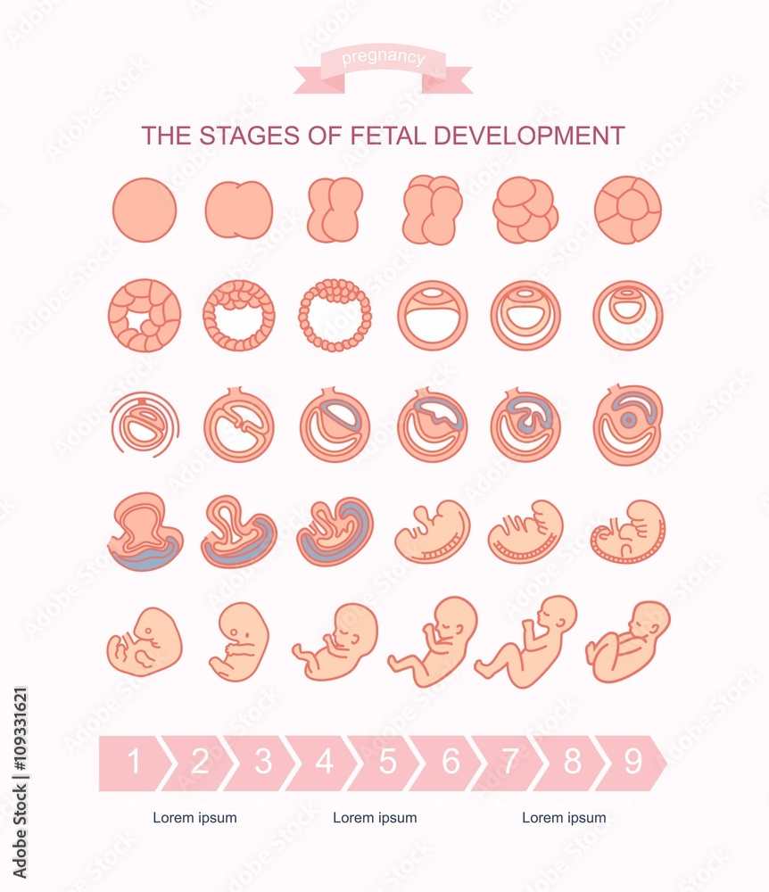 vector illustration stages of fetal development. isolated on white ...