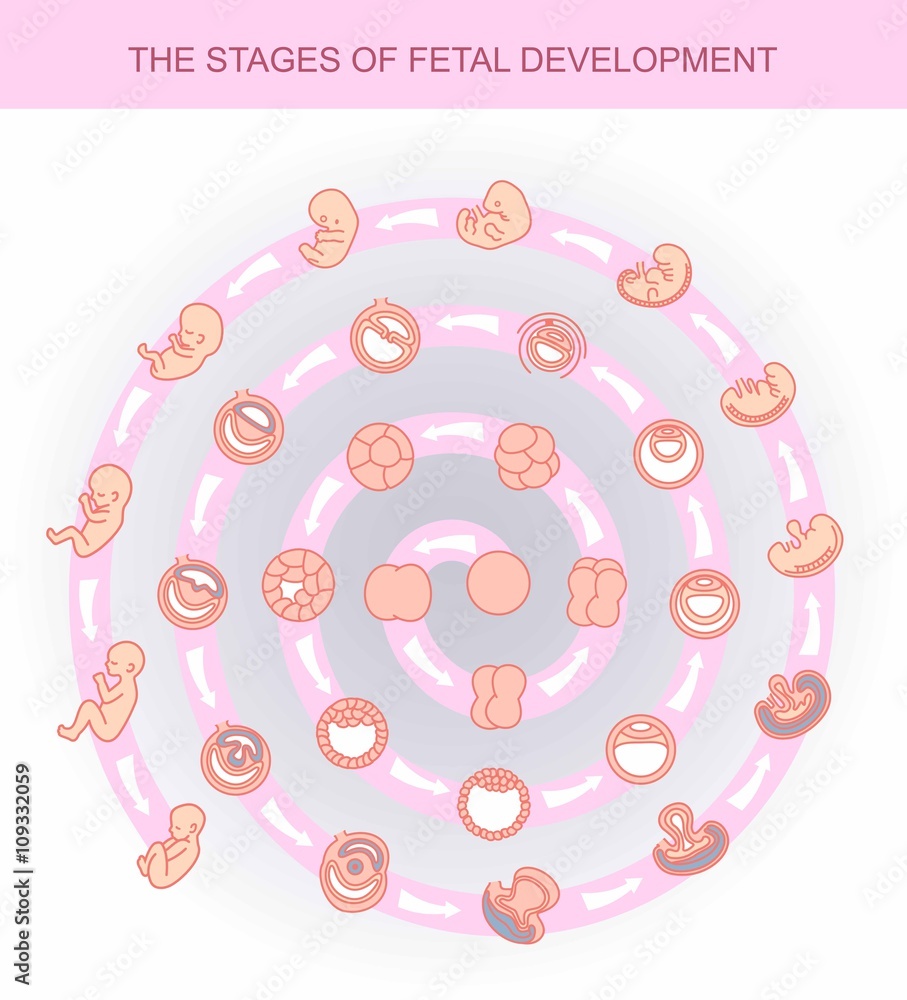 vector illustration stages of fetal development. isolated on white ...