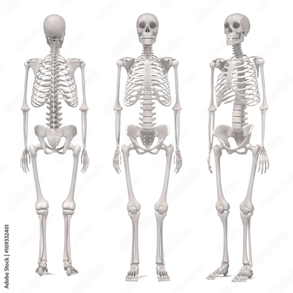 3d renderings of human skeleton Stock Illustration | Adobe Stock