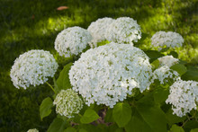 Beautiful Hortense Free Stock Photo - Public Domain Pictures