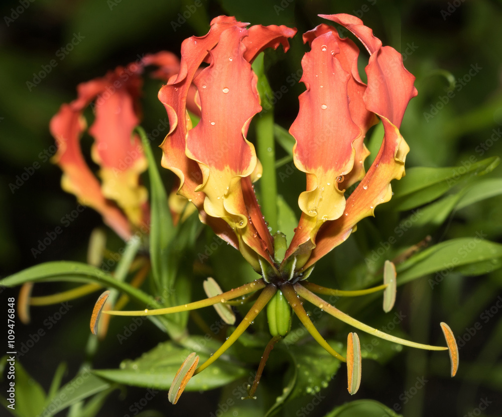Flame Lily of Zimbabwe (Gloriosa superba) - endangered national flower ...