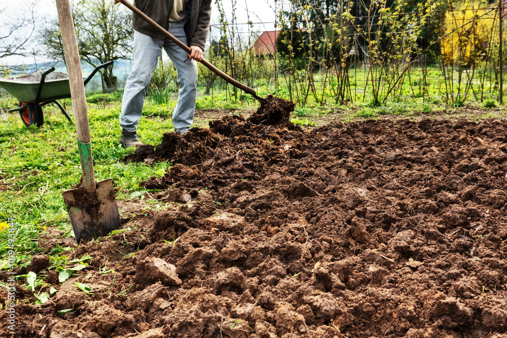 Soil cultivation in the Vegetable Garden Stock Photo | Adobe Stock