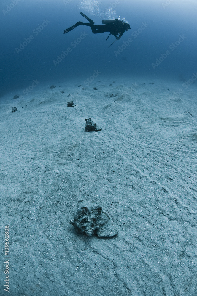 Scuba diver swimming over pink conch shells on seabed, Chinchorro Atoll ...