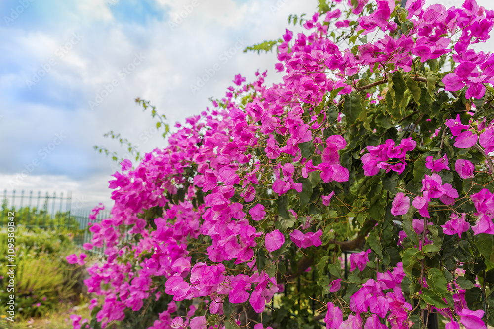 Beautiful view on the flowers of bougainvillea,blooming in the greek ...