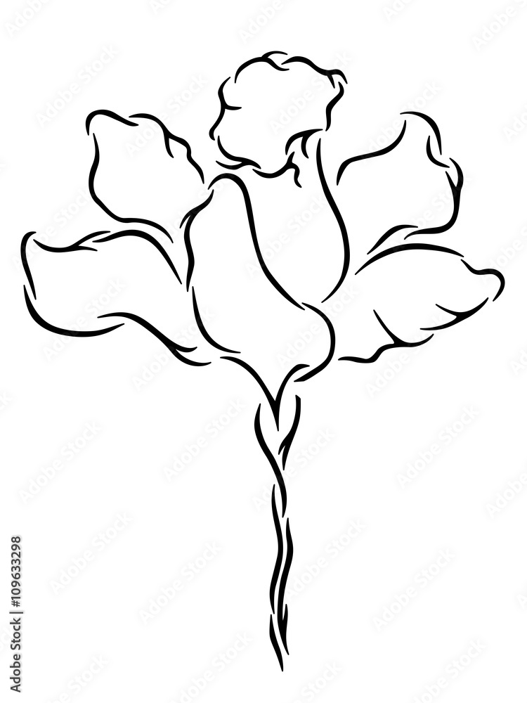 Daffodil, line art drawing, vector illustration Stock Vector | Adobe Stock