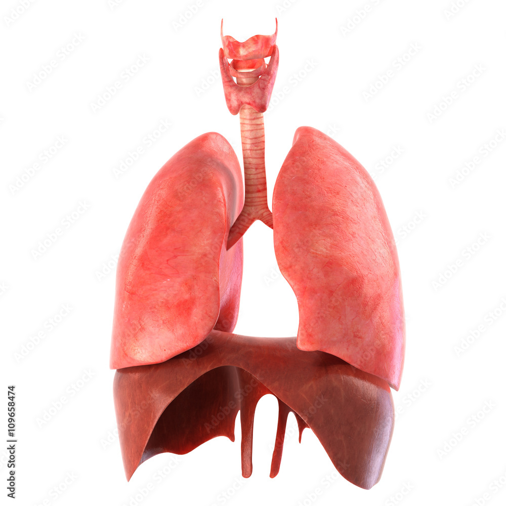 Human internal organs Anatomically accurate render Stock Illustration ...
