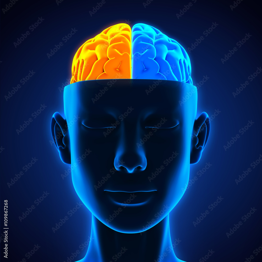 Left and Right Human Brain Anatomy Illustration. 3D rendering Stock ...