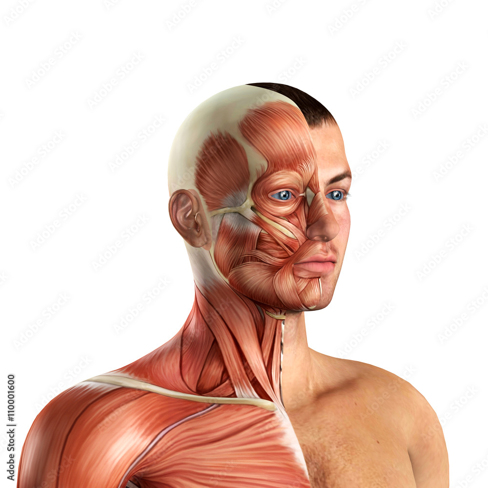 Illustration Stock Male Face Muscles Anatomy | Adobe Stock