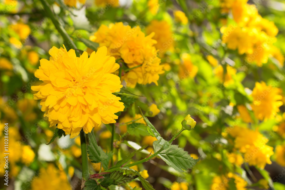 Nature background with beautiful Japanese yellow flowers, Kerria ...