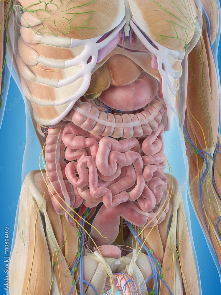 Human internal organs, illustration Stock Photo | Adobe Stock