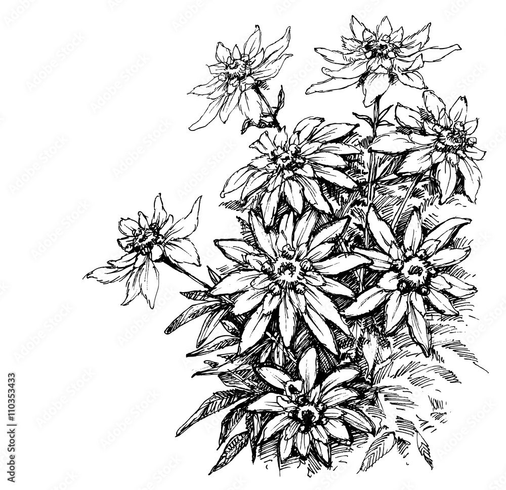 Edelweiss etching, rare flowers foliage Stock Vector | Adobe Stock