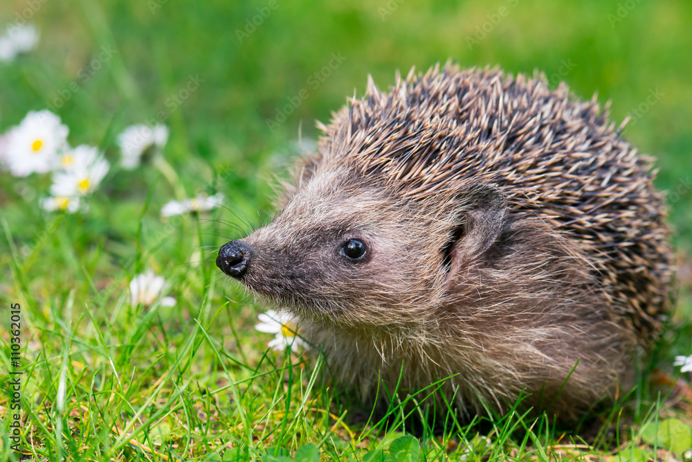 Стокове фото Igel Braunbrustigel (Erinaceus europaeus) im Garten im ...