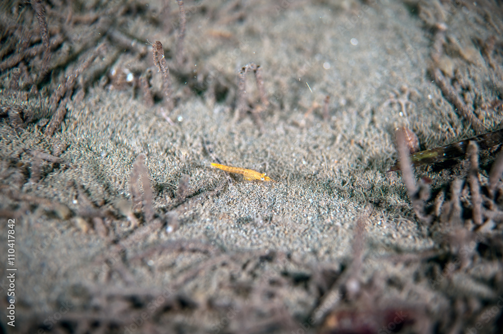 Mysida is an order of small, shrimp-like crustaceans. Their common name ...