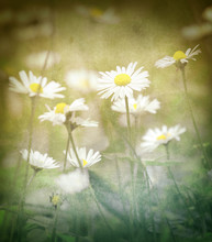 Torn Daisies Free Stock Photo - Public Domain Pictures